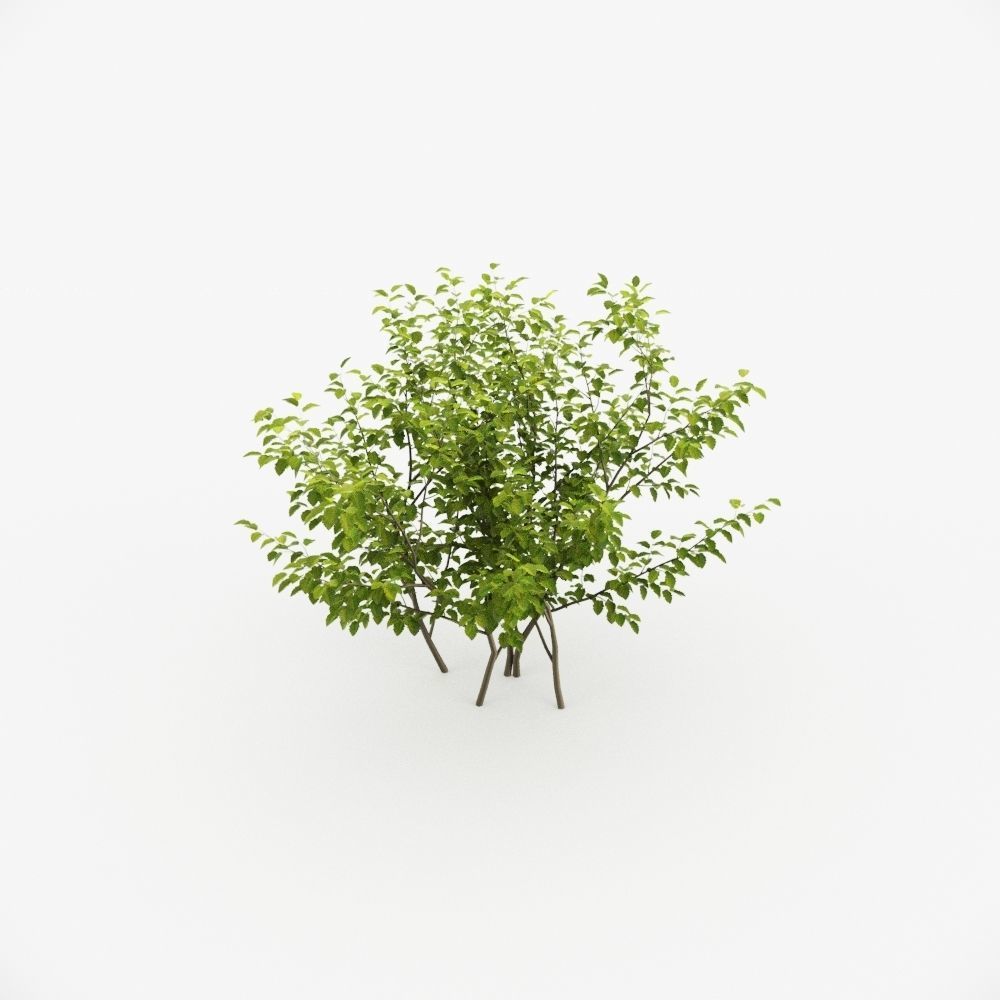 Alnus Viridis 3D model | CGTrader