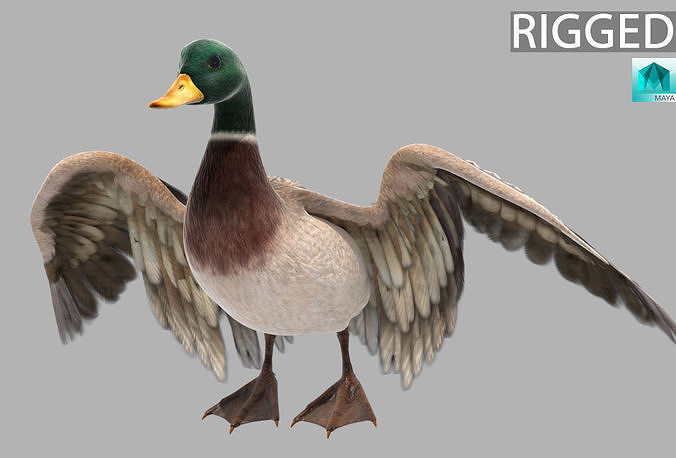 mallard 3D model animated rigged | CGTrader