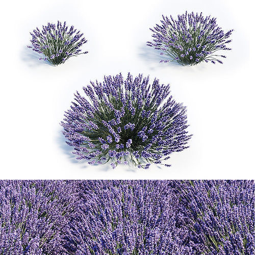 Lavandula Set lavender flowers 3D model | CGTrader