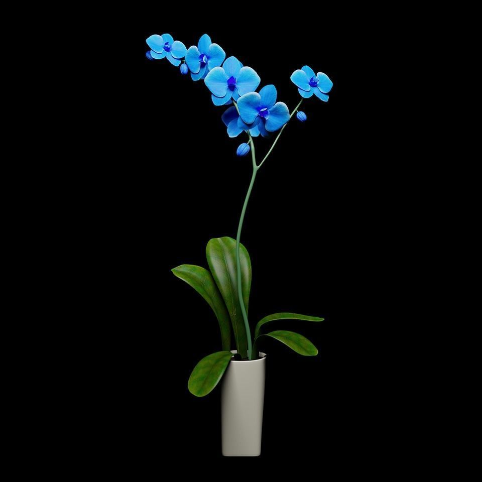 a BLUE Orchid 3D model | CGTrader