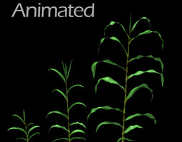 Animated Cornfield 3D Models | CGTrader