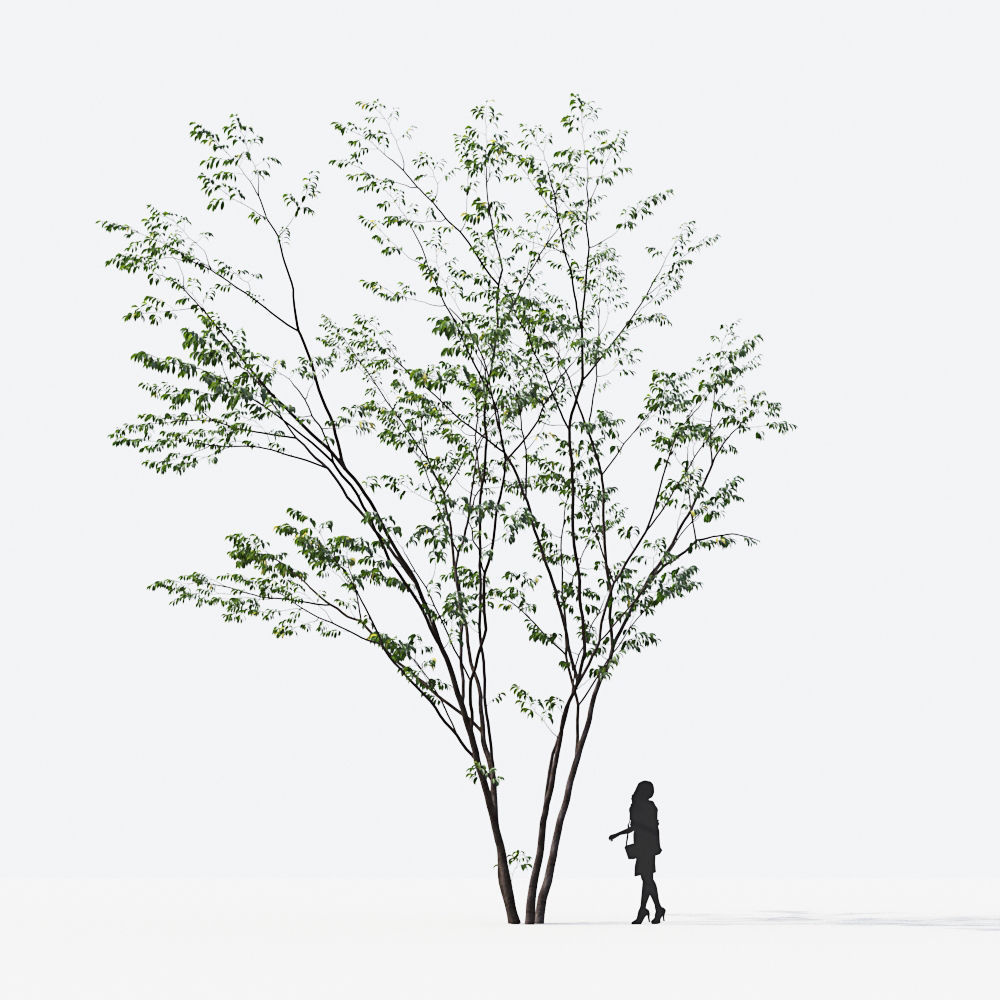 Trees - Pack 2 3D model | CGTrader