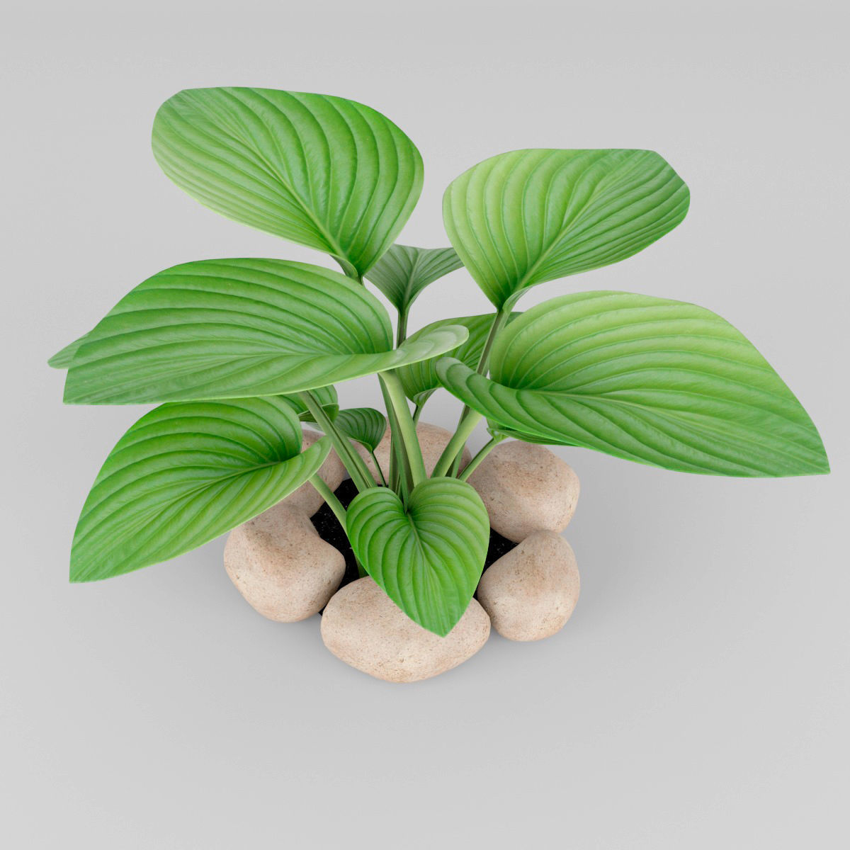 Hosta plant 3D model | CGTrader
