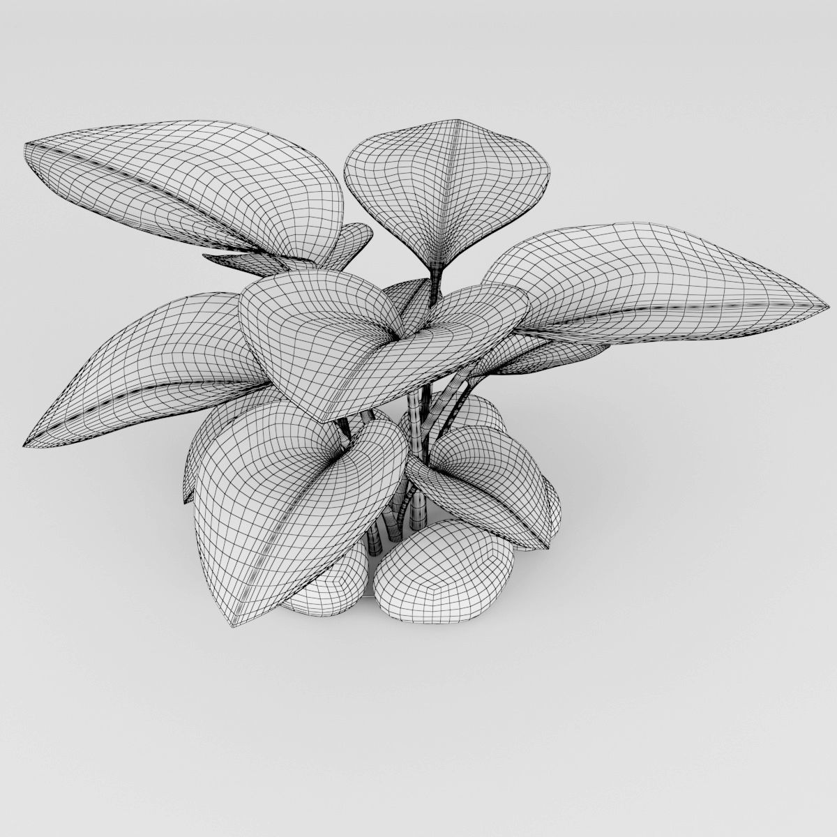 Hosta plant 3D model | CGTrader