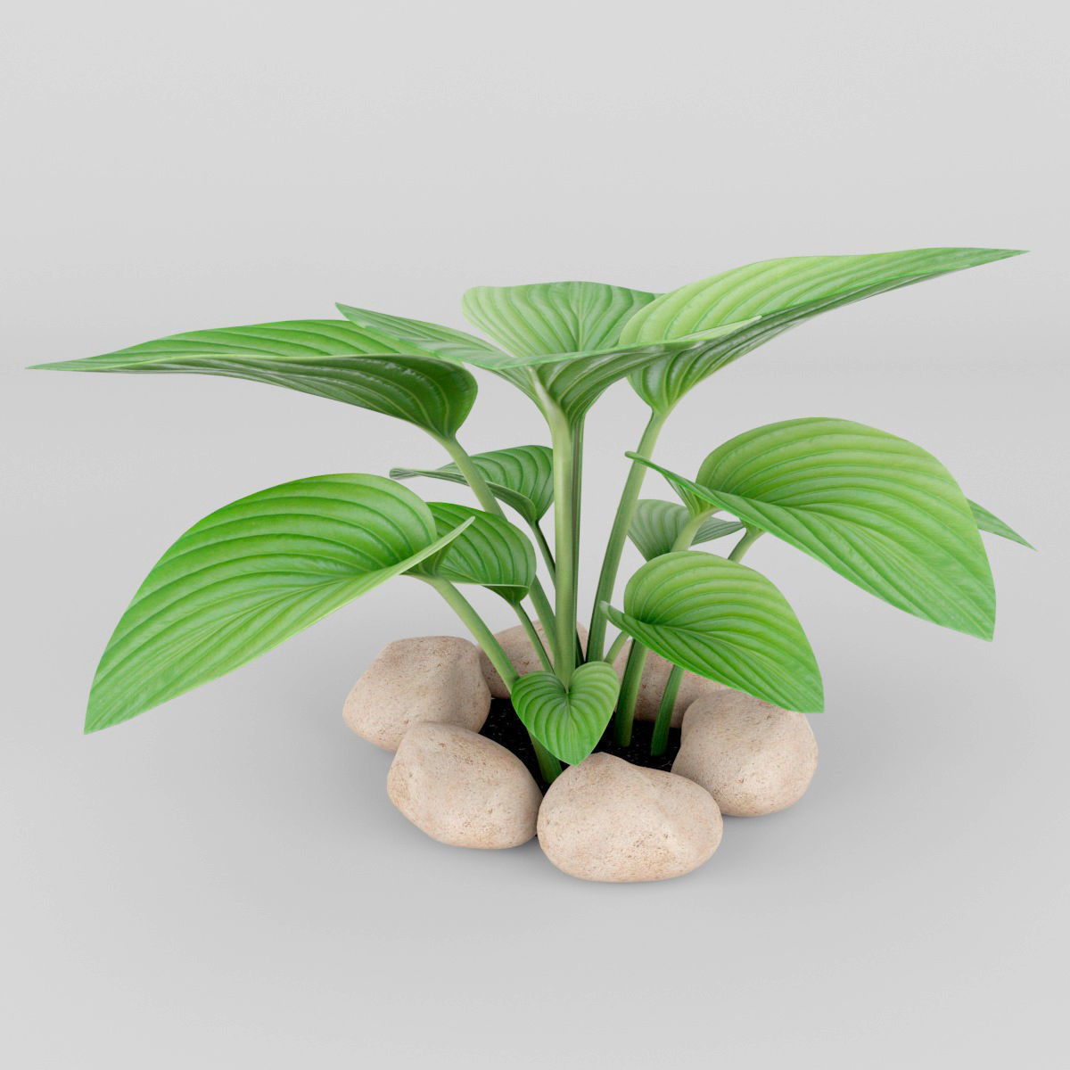 Hosta plant 3D model | CGTrader