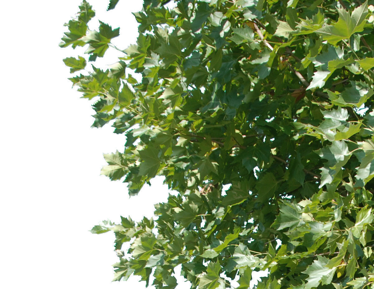 46 Cutout Foreground - Fill Trees Collection Texture | CGTrader
