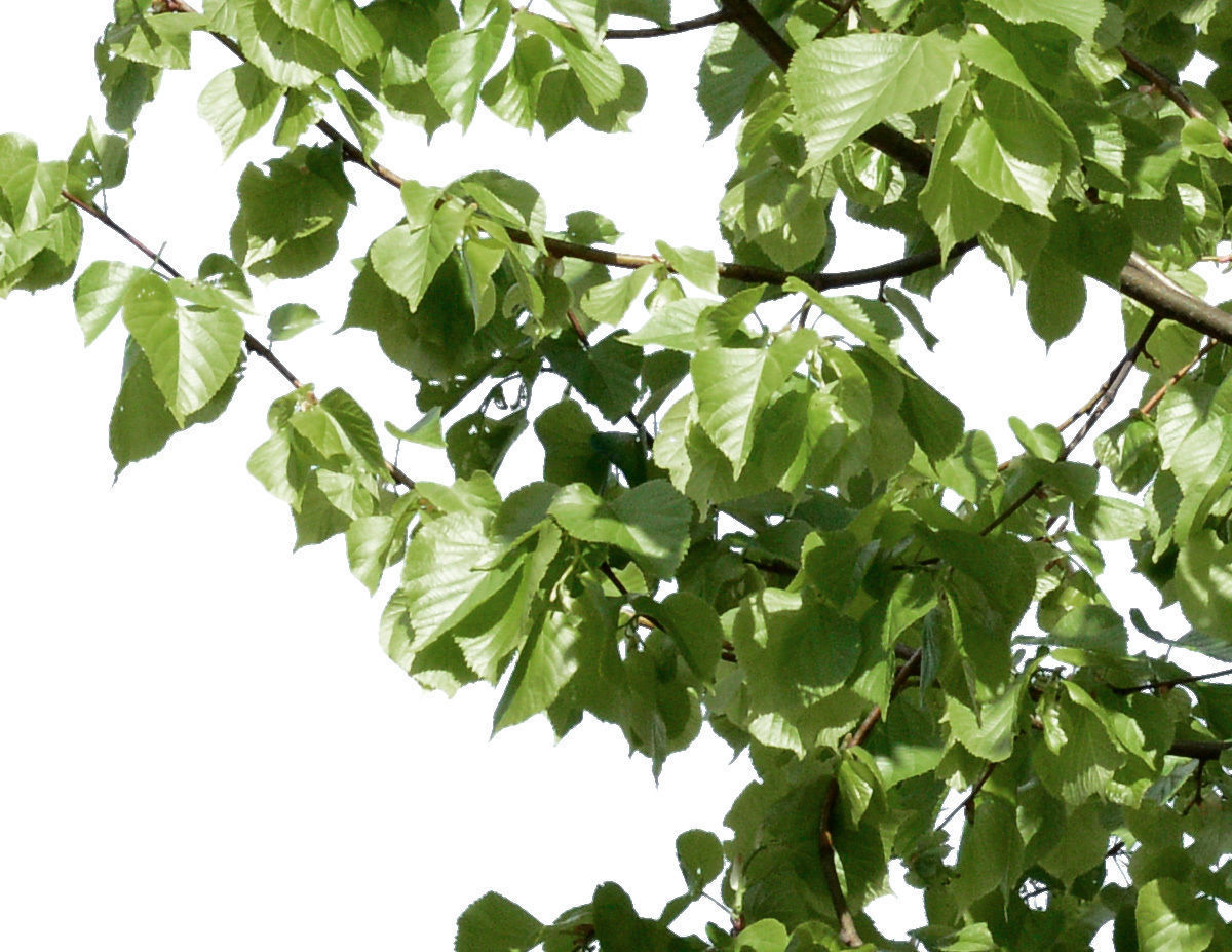 46 Cutout Foreground - Fill Trees Collection Texture | CGTrader