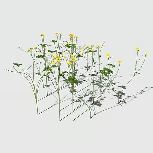 Creeping Buttercup Flower Pack 3D model | CGTrader