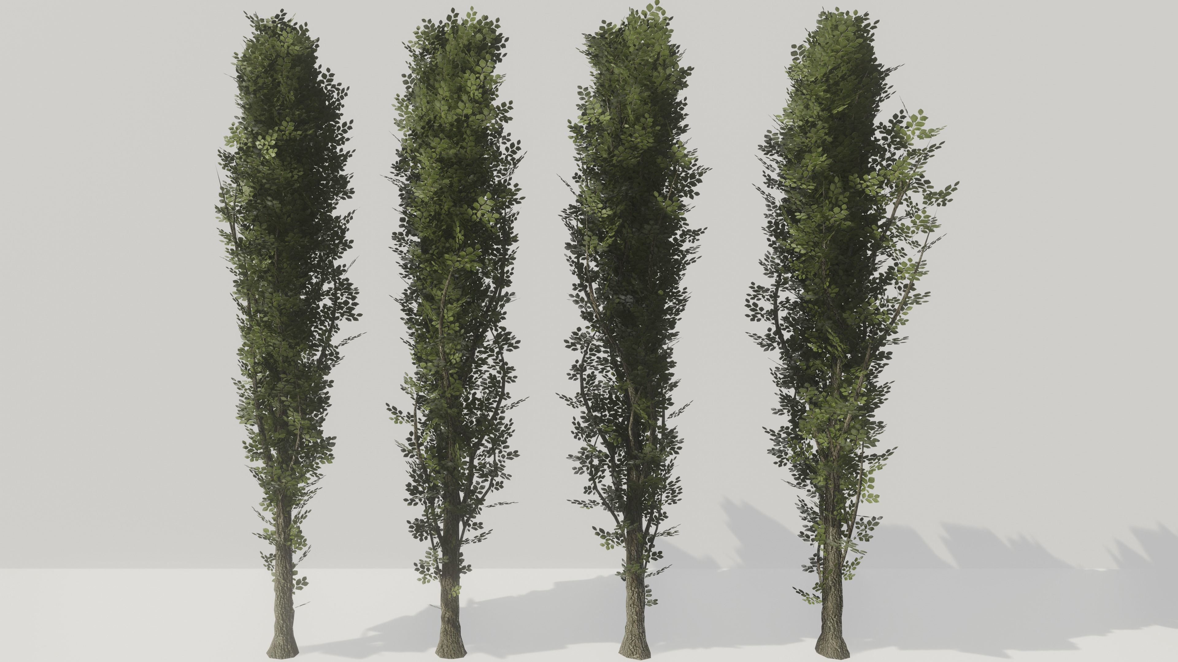 POPLAR TREE - HIGHT TEXTURE LOW-POLY MODEL free VR / AR / low-poly 3D ...