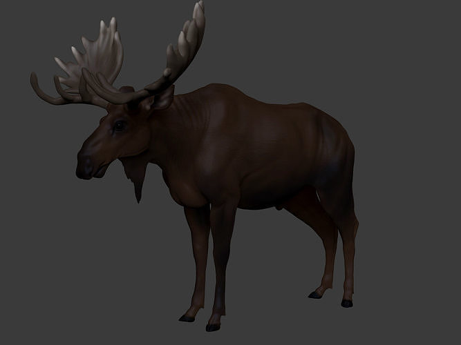 3D model Moose VR / AR / low-poly | CGTrader
