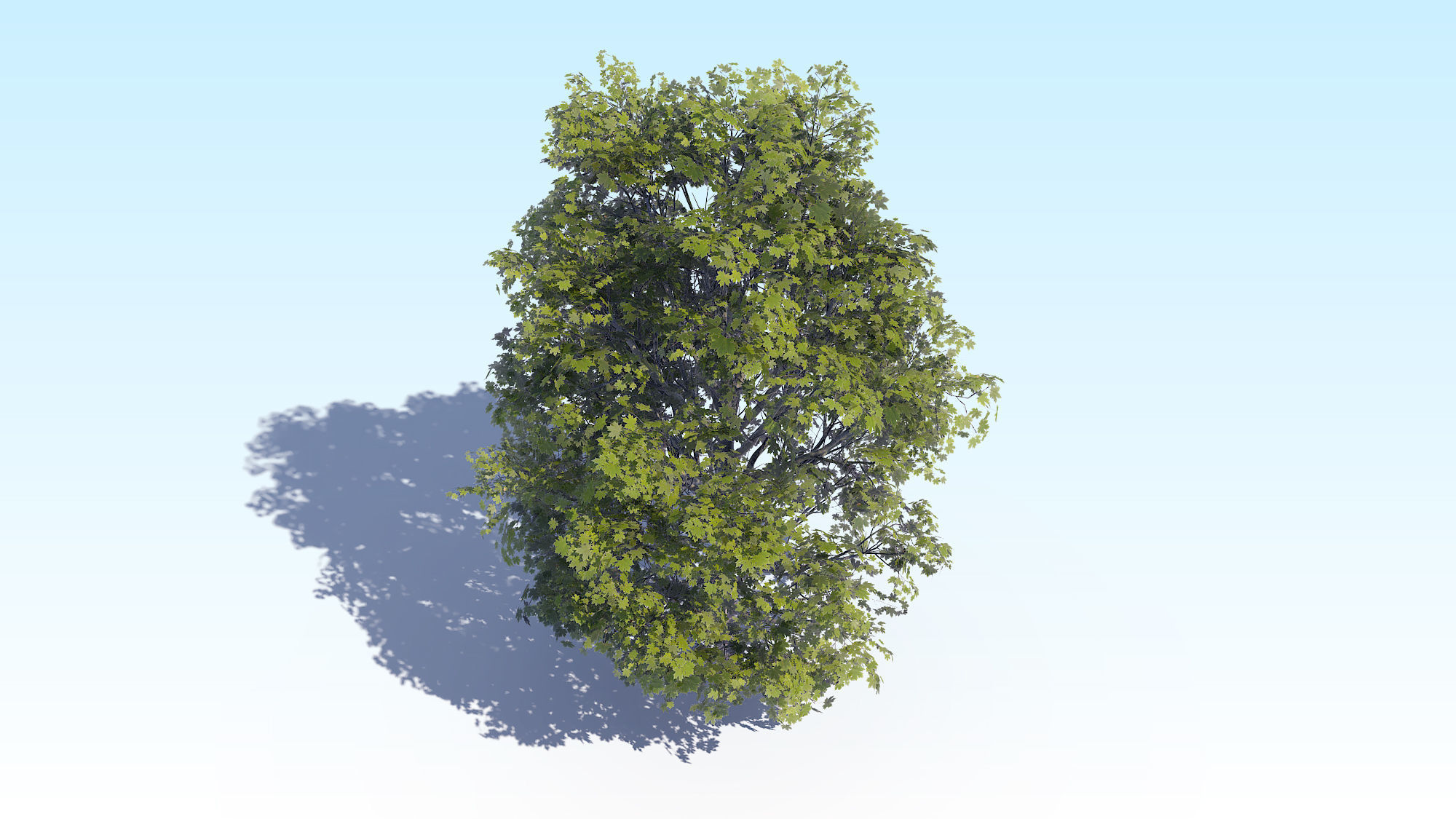 Maple Acer Tree 04 ArchViz 3D model | CGTrader