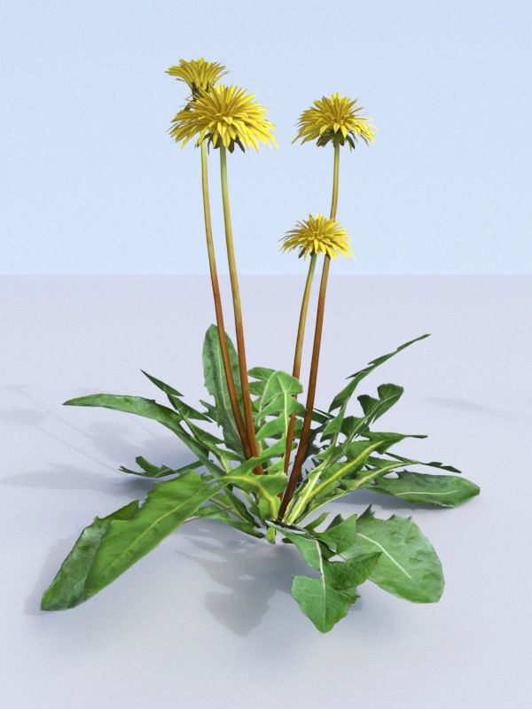 Dandelions set Taraxacum 3D model | CGTrader
