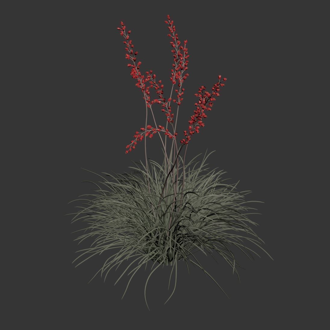 Hesperaloe Parviflora - Red Yucca 3D model | CGTrader