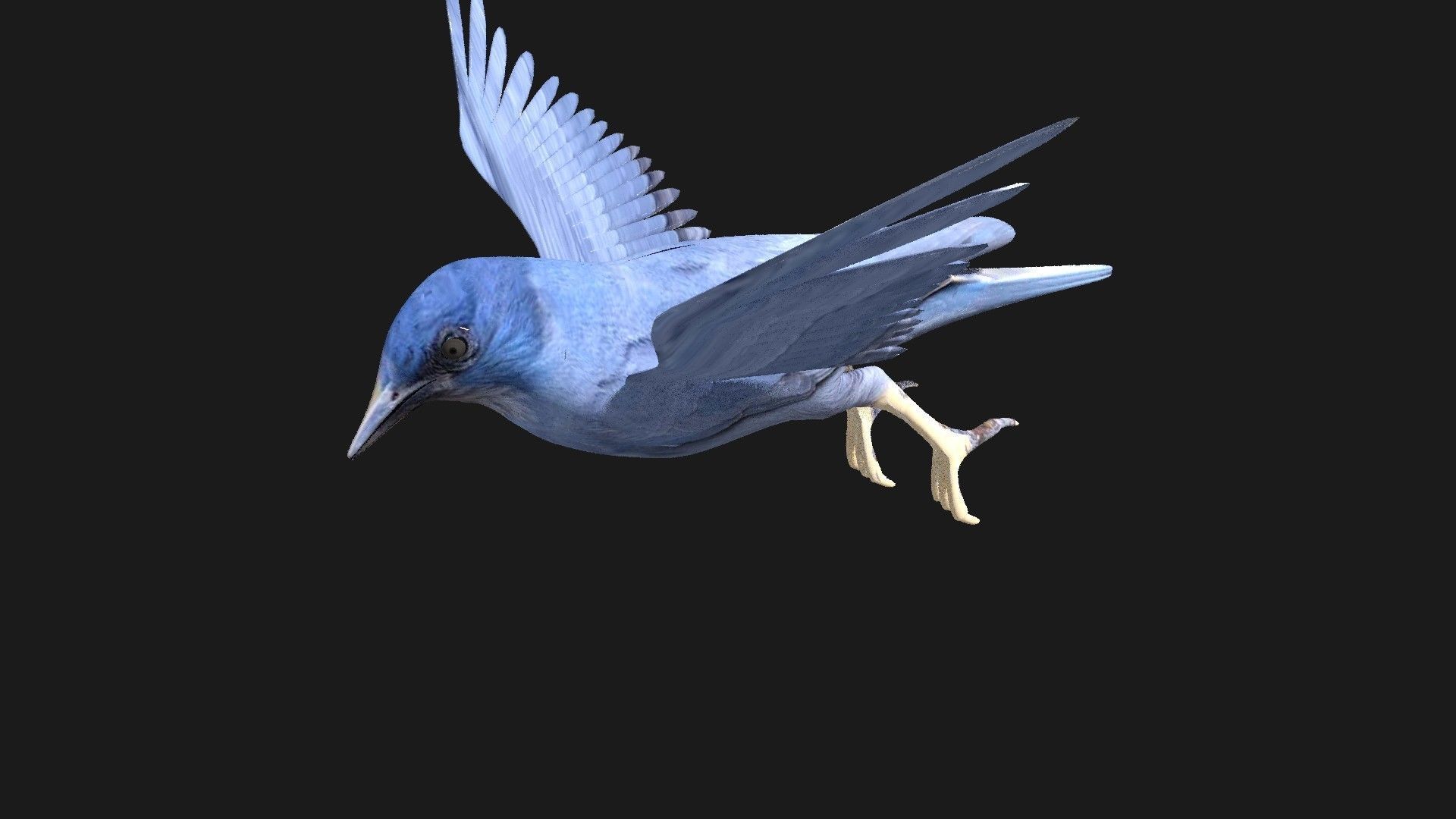 blue bird animated 3D model animated rigged | CGTrader