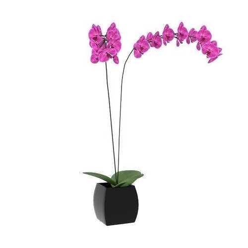 Orchid flowers 3D model | CGTrader
