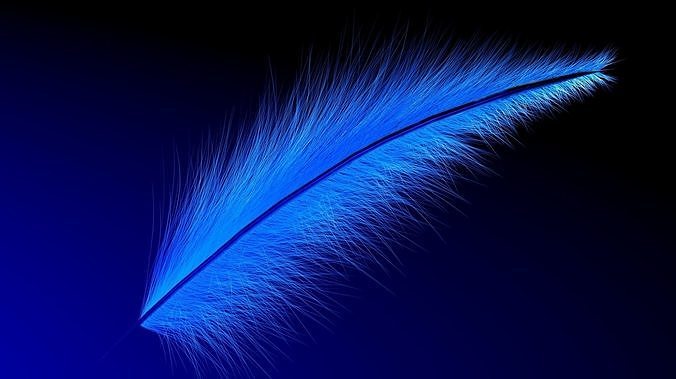 C4D model of feather 3D model | CGTrader