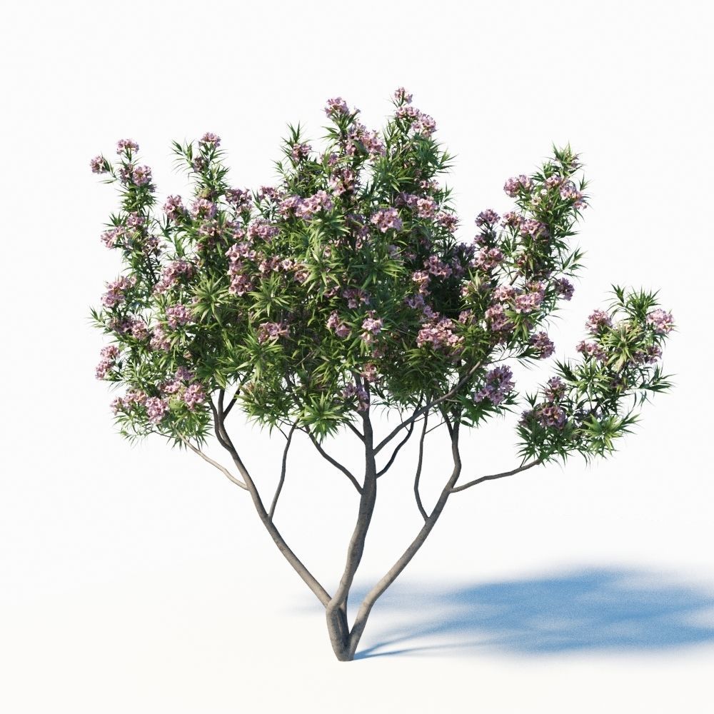 Pink Dawn Tree - Chitalpa Tashkentensis 3D model | CGTrader