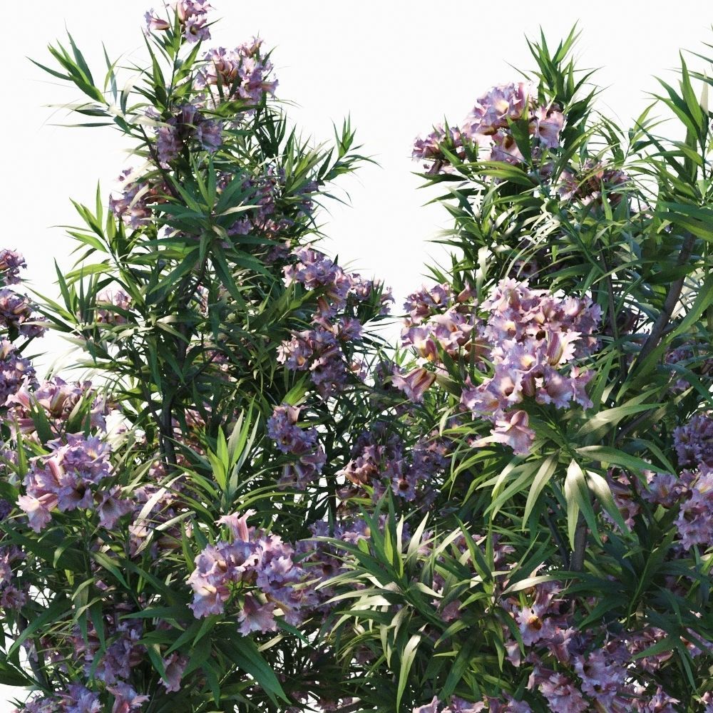 Pink Dawn Tree - Chitalpa Tashkentensis 3D model | CGTrader