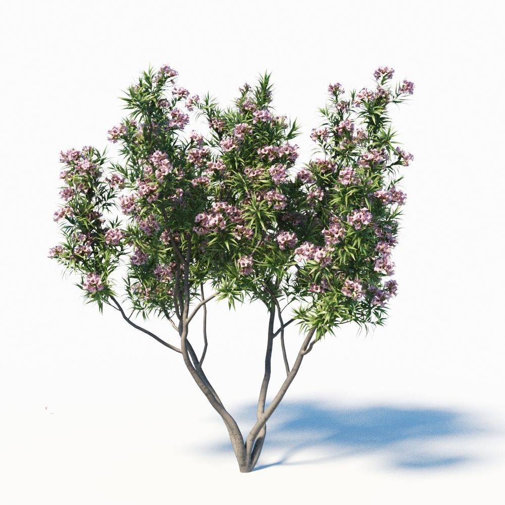 Pink Dawn Tree - Chitalpa Tashkentensis 3D model | CGTrader