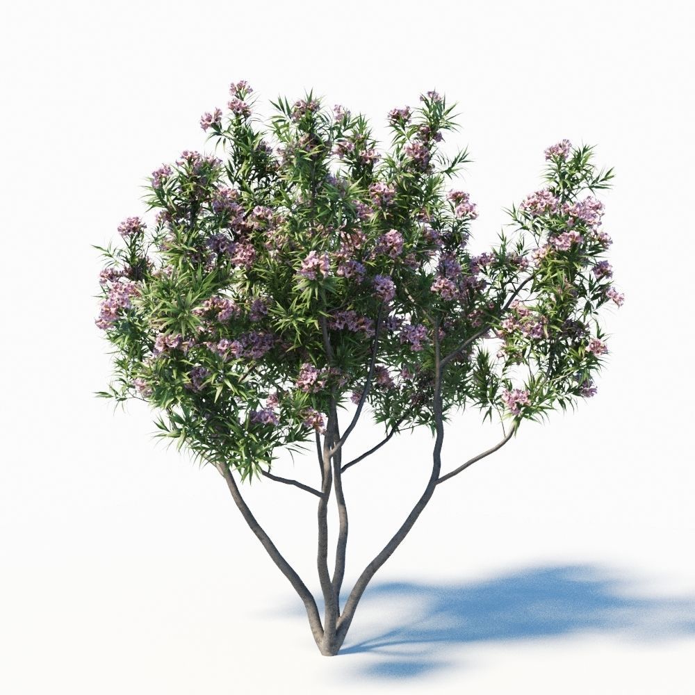 Pink Dawn Tree - Chitalpa Tashkentensis 3D model | CGTrader