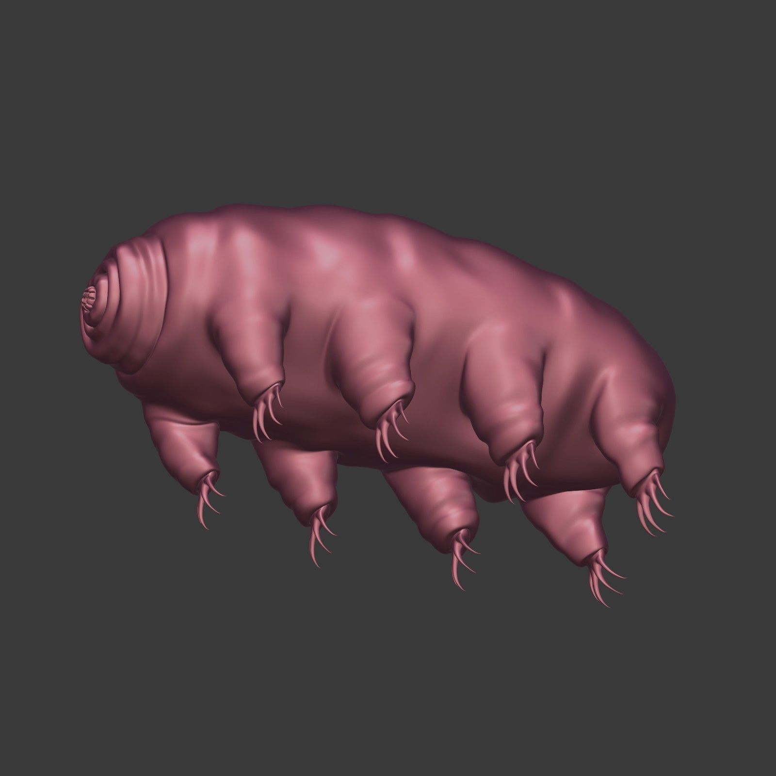 3D model Tardigrade - Microscopic Bear VR / AR / low-poly | CGTrader