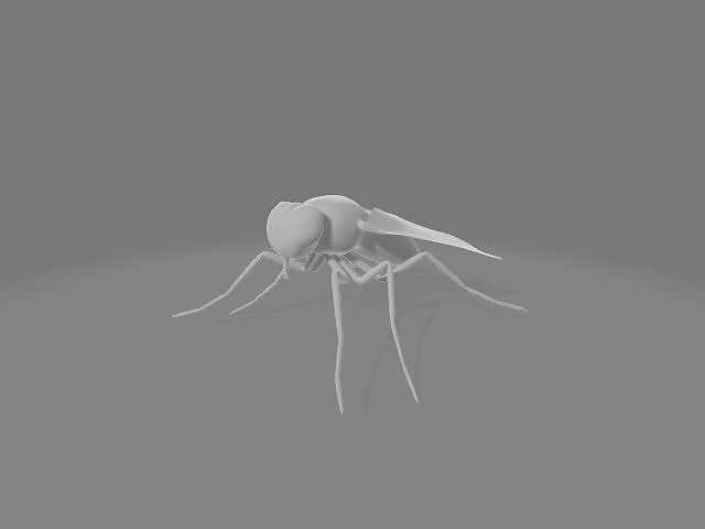 Domestic fly 3D model | CGTrader