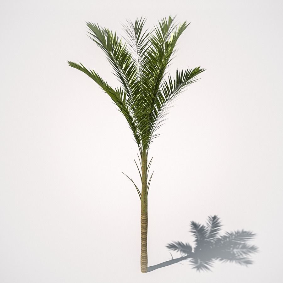 Palm - Metroxylon Sagu 3D model | CGTrader