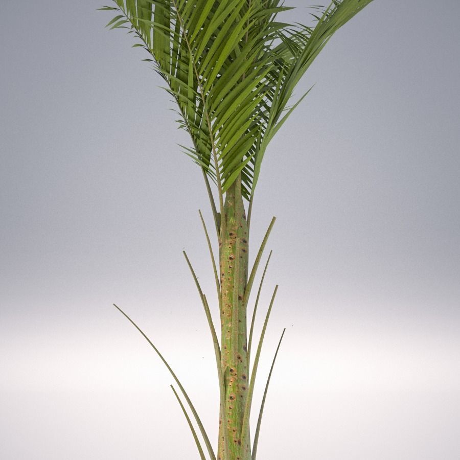 Palm - Metroxylon Sagu 3D model | CGTrader