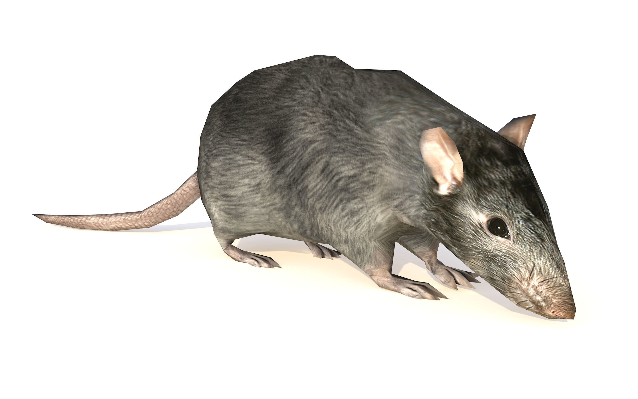 3D model Low-Poly Rat Rigged-Animated Mouse 3D Model VR / AR / low-poly ...
