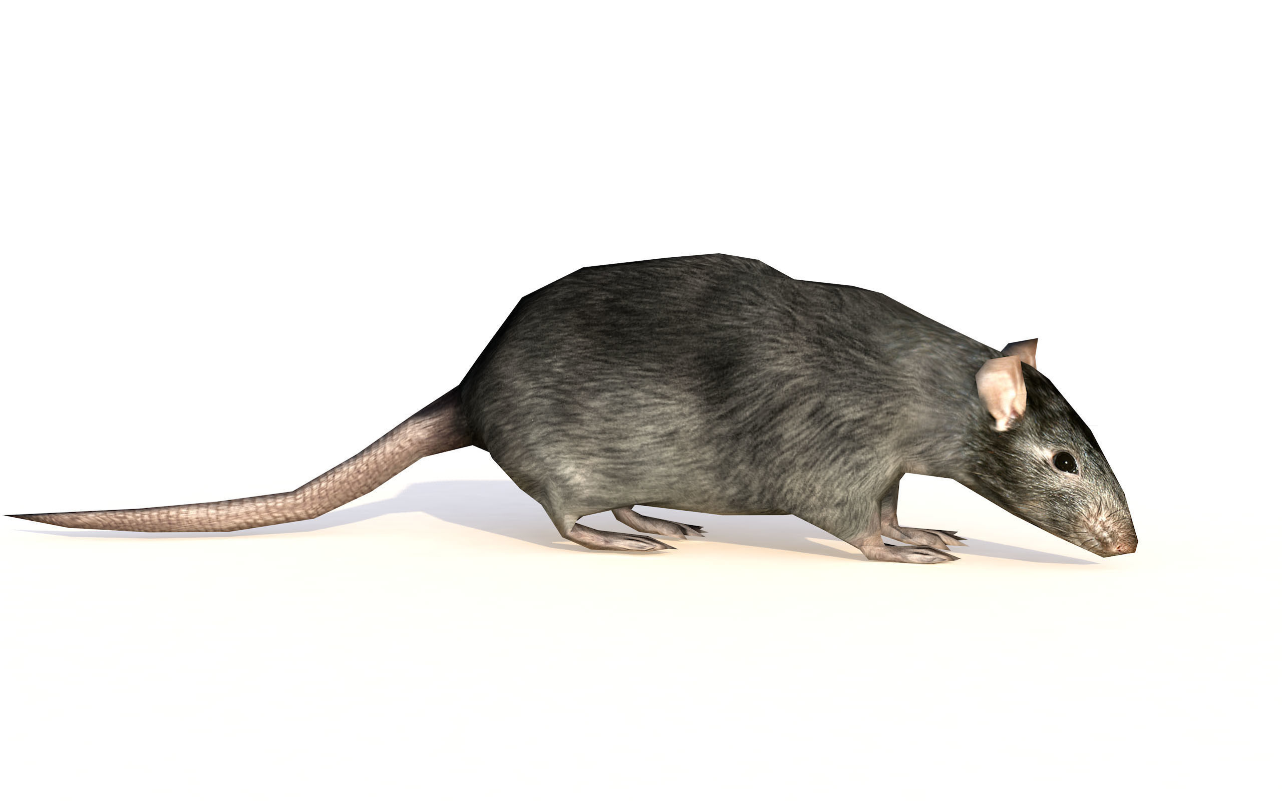 3D model Low-Poly Rat Rigged-Animated Mouse 3D Model VR / AR / low-poly ...