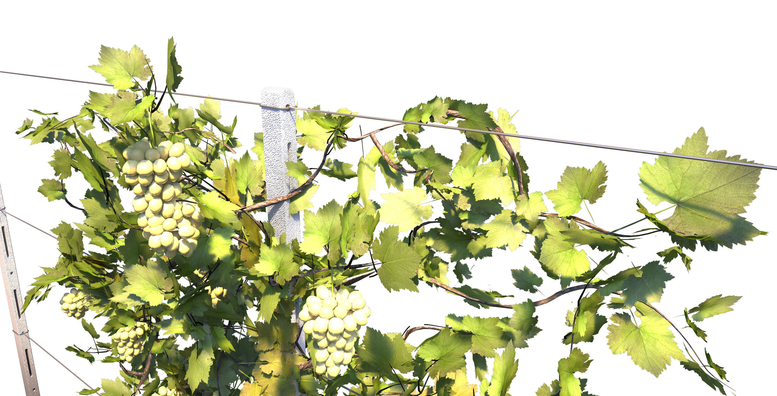 Wine Plant Vineyard Grapes fruits v1 3d model 3D model | CGTrader