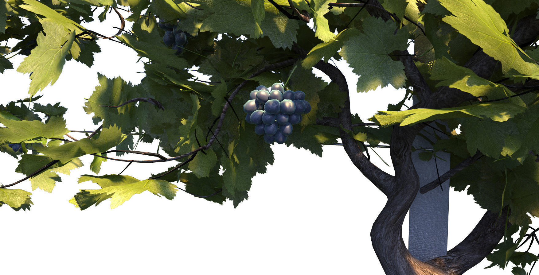 Wine Plant Vineyard Grapes fruits v1 3d model 3D model | CGTrader