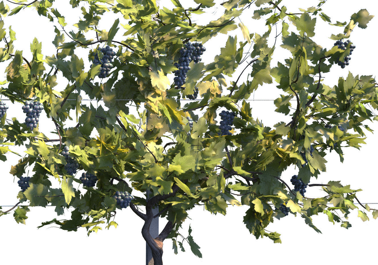 Wine Plant Vineyard Grapes fruits v1 3d model 3D model | CGTrader