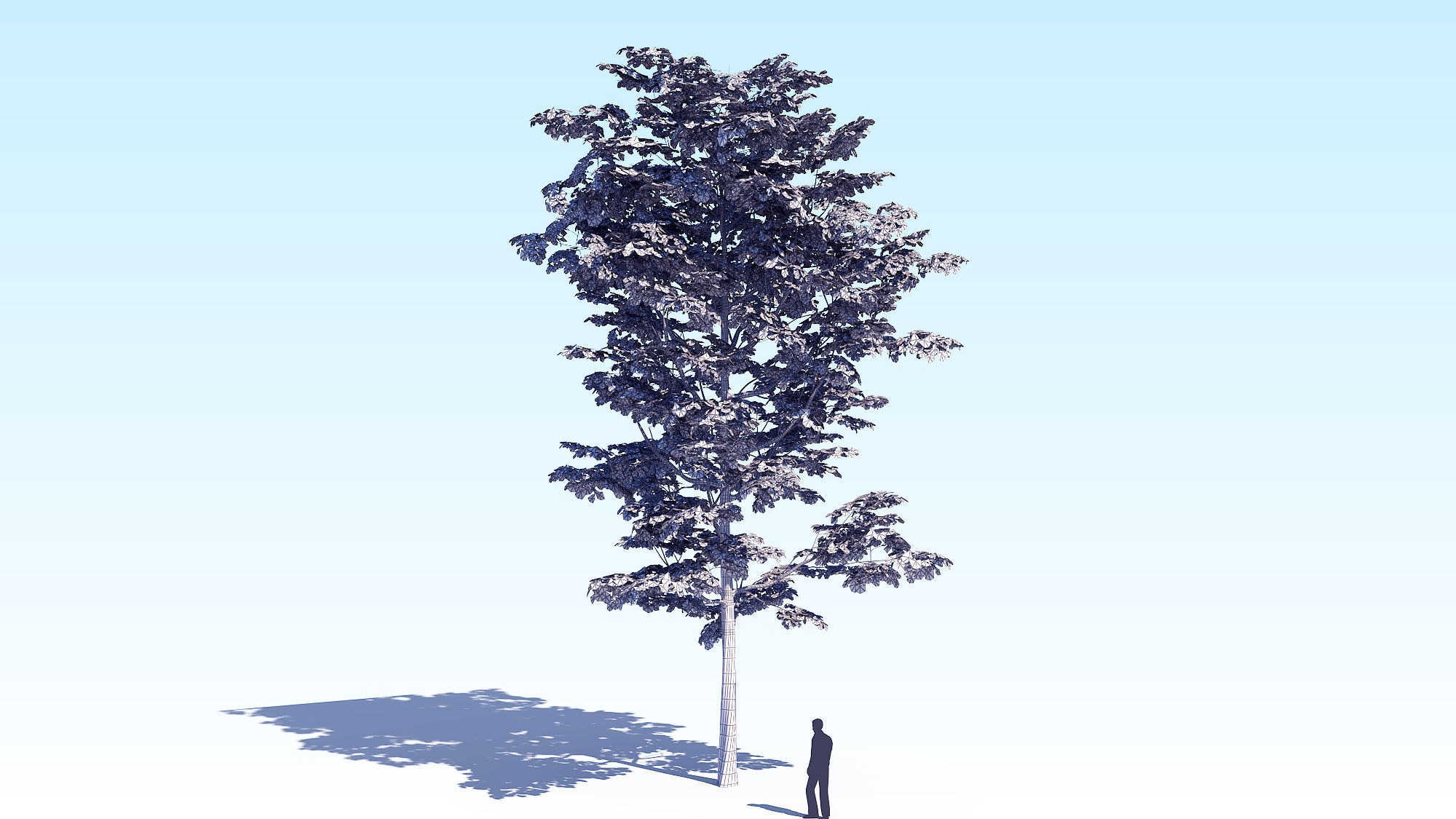 Maple Acer Tree 08 ArchViz 3D model | CGTrader