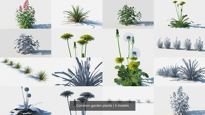 3D Model Collection Common garden plants VR / AR / low-poly | CGTrader