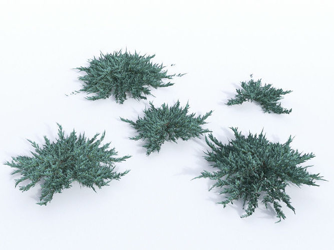 creeping juniper blue chip set 3D model | CGTrader