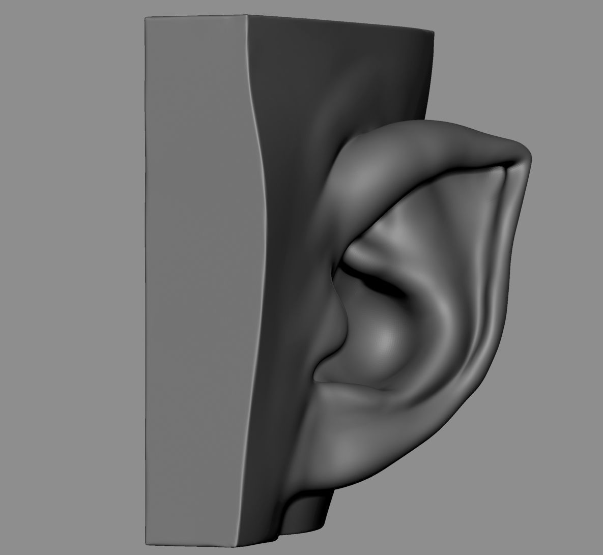 Ear Model Collection 3D model | CGTrader