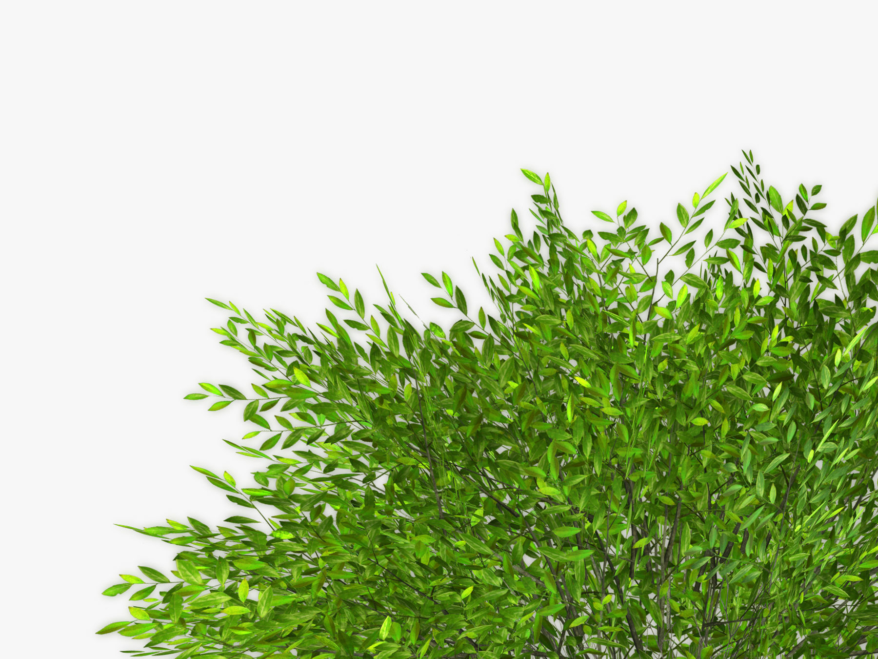 3D model Bush Willow Salix purpurea Nana VR / AR / low-poly | CGTrader