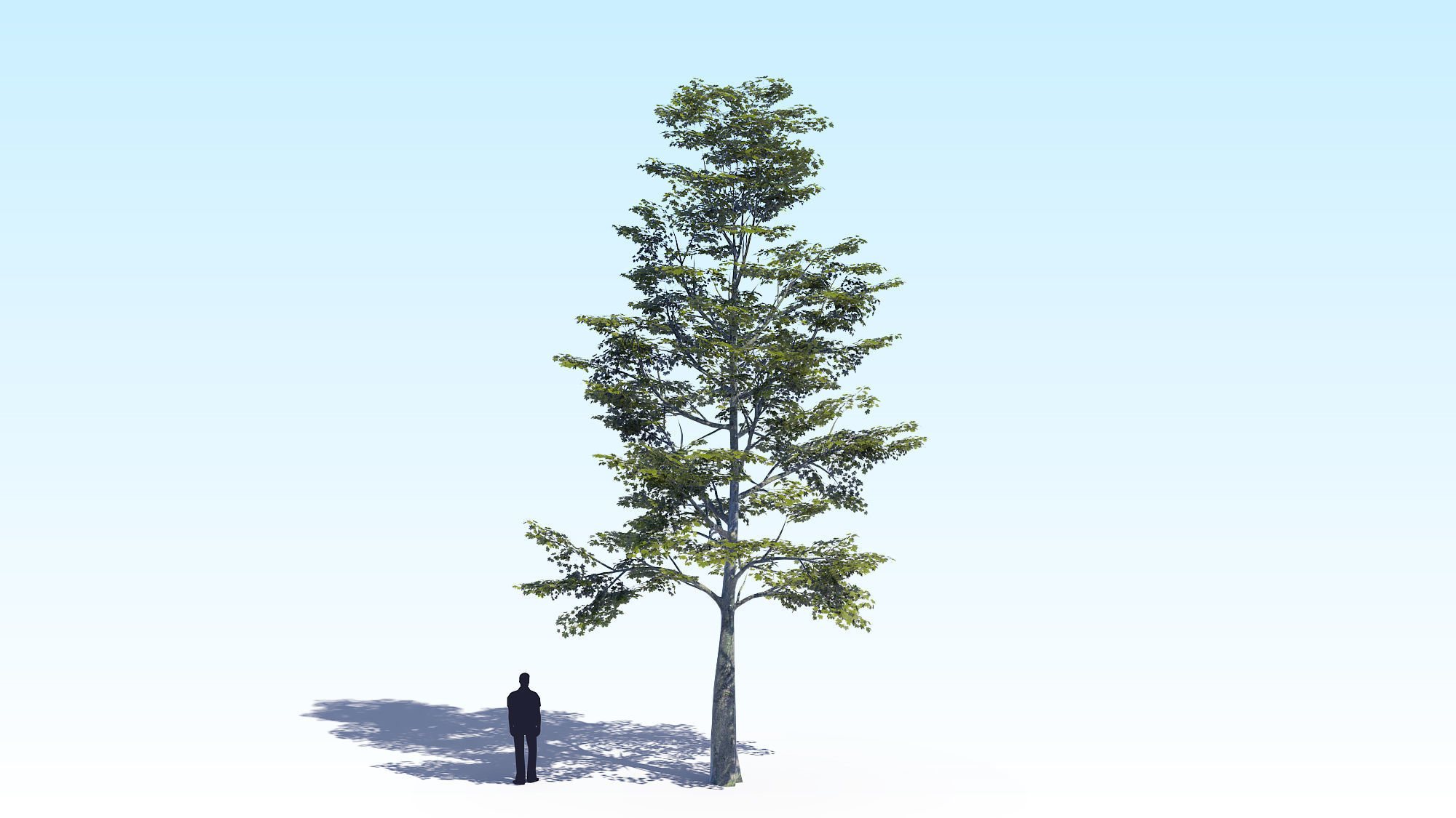 Maple Acer Tree 09 ArchViz 3D model 3D model | CGTrader