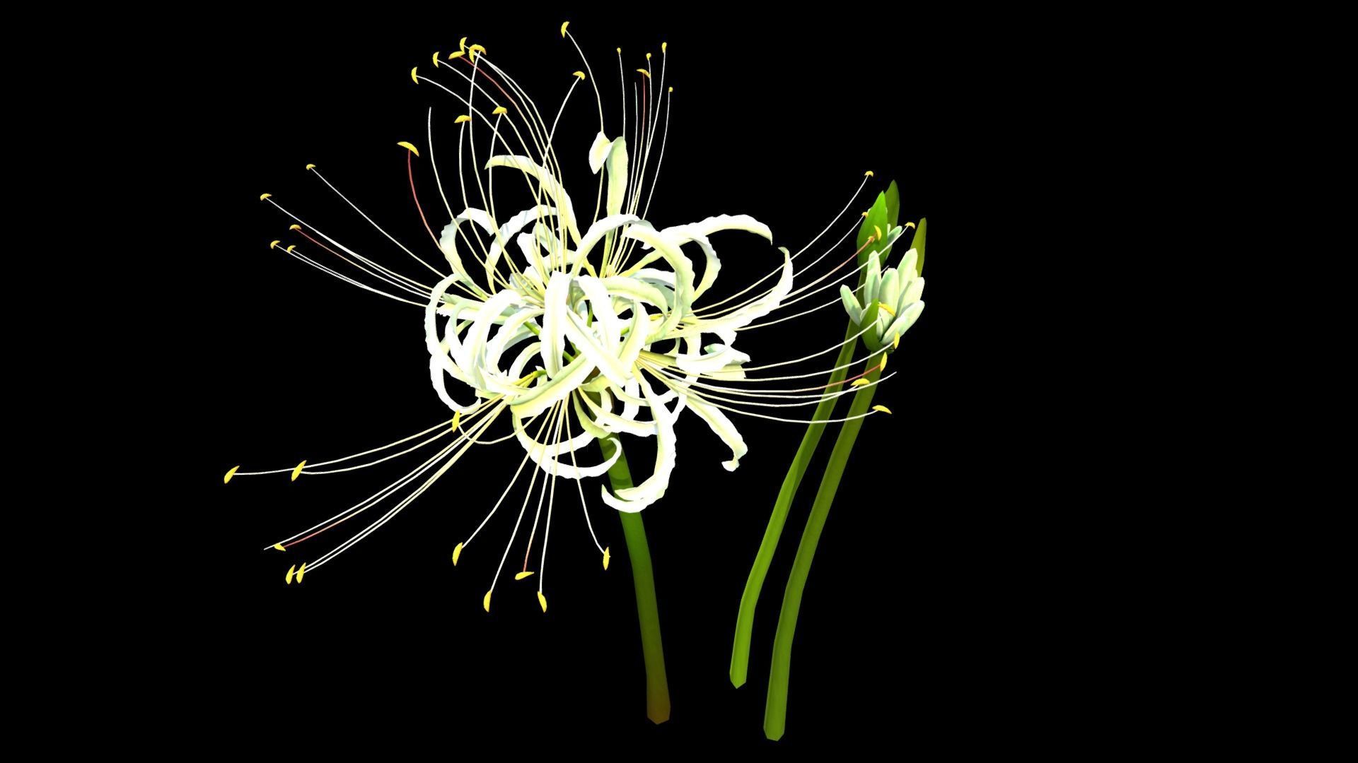 3D model Flower Lycoris Radiata VR / AR / low-poly | CGTrader