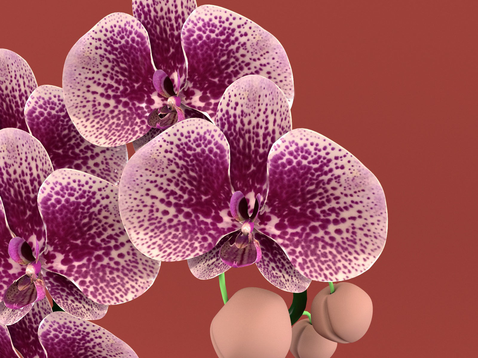 Orchid flower 3D model | CGTrader