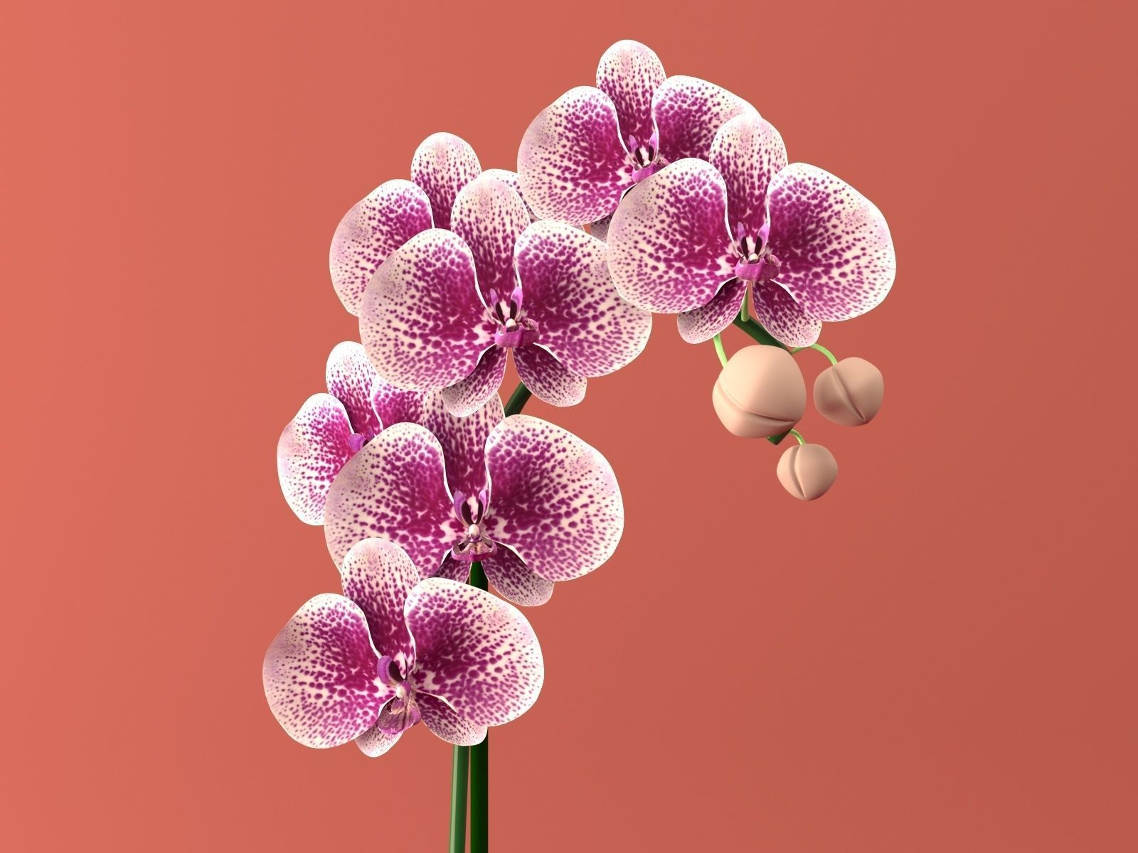 Orchid flower 3D model | CGTrader