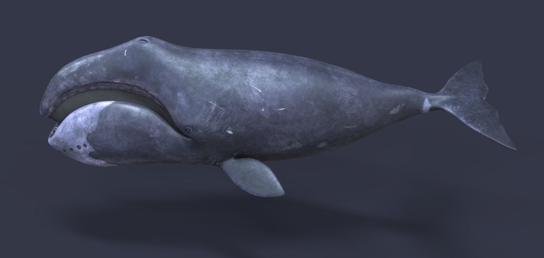 3D model Whale model pack VR / AR / low-poly | CGTrader