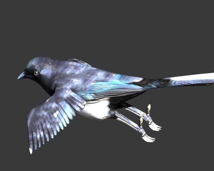 Eurasian Magpie 3D model animated rigged | CGTrader