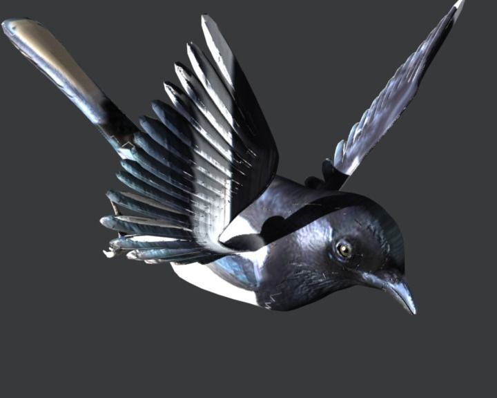 Eurasian Magpie 3D model animated rigged | CGTrader