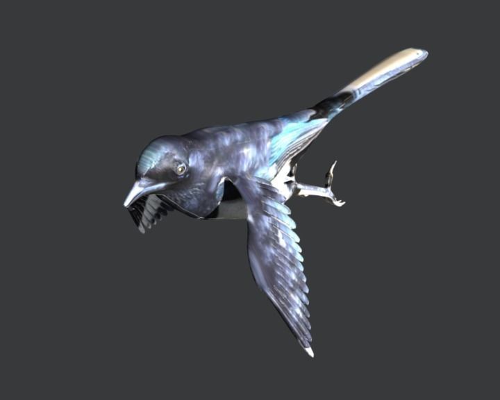 Eurasian Magpie 3D model animated rigged | CGTrader