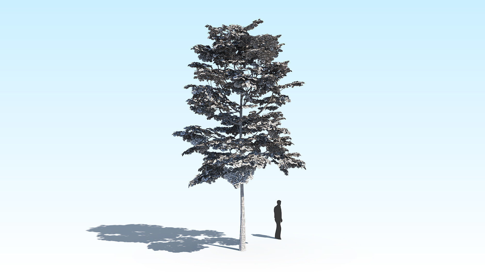 Maple Acer Tree 10 ArchViz 3D model | CGTrader