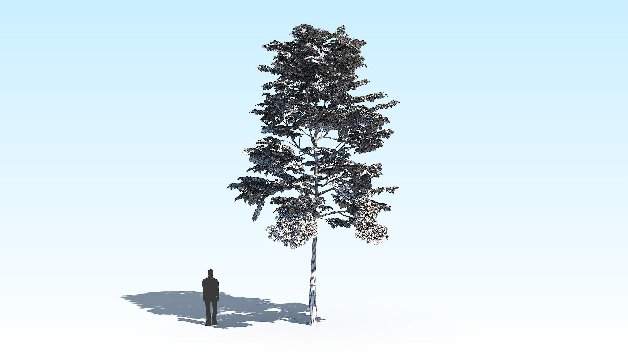 Maple Acer Tree 10 ArchViz 3D model | CGTrader