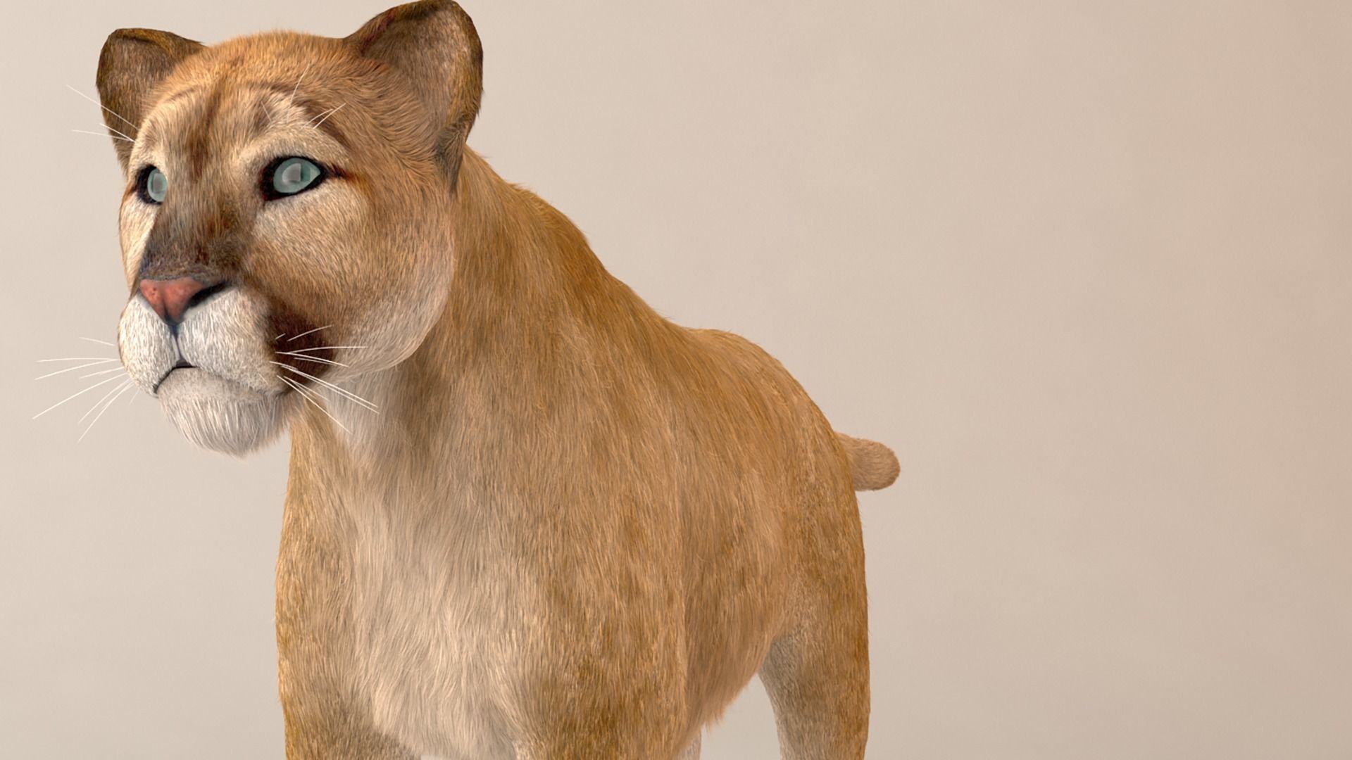 Puma Fur Model 3D model | CGTrader