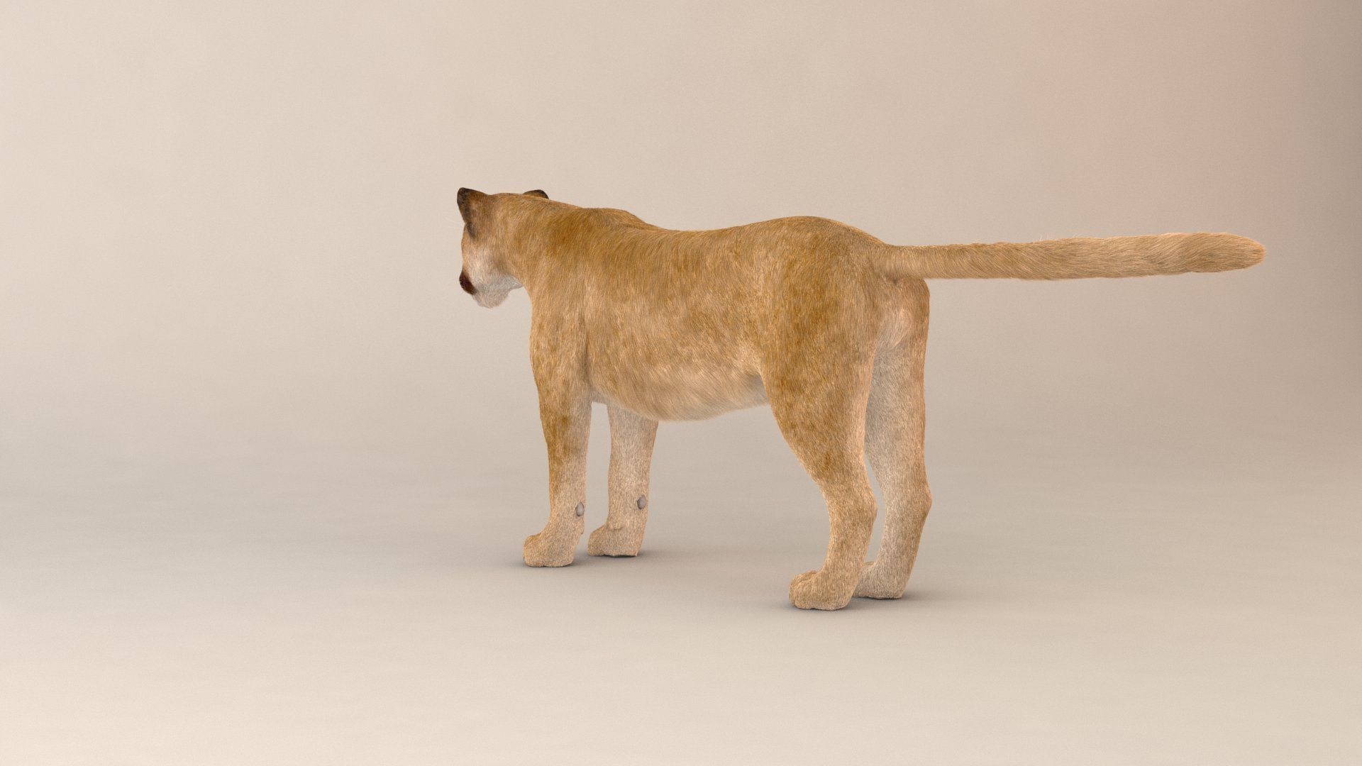 Puma Fur Model 3D model | CGTrader